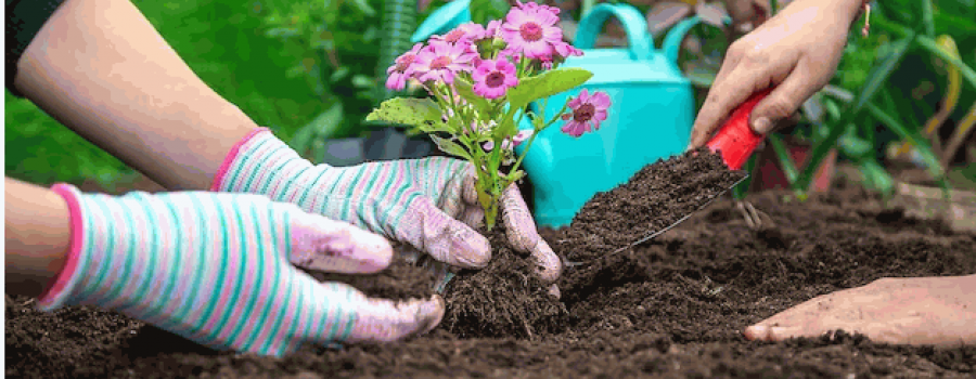 Siembra de flores en el jardín