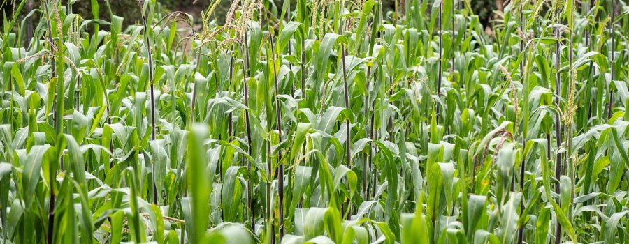 La milpa tradicional