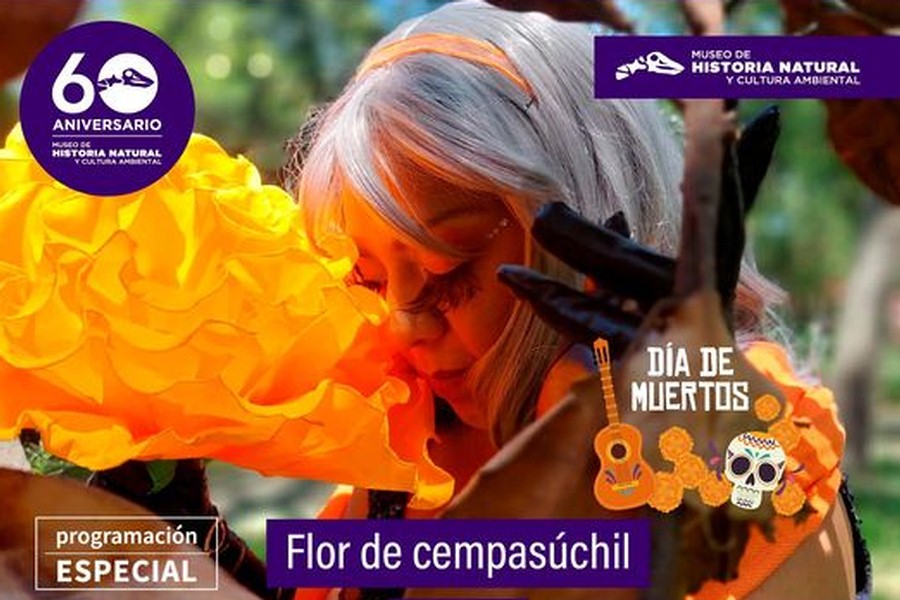 Flor de cempasúchil