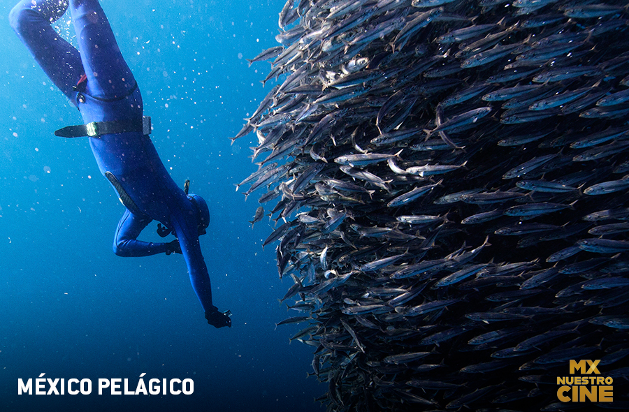 México Pelágico